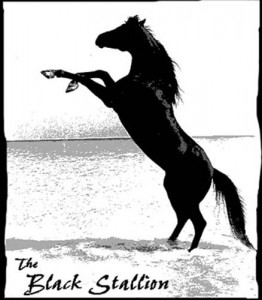 Black Stallion | The Black Stallion