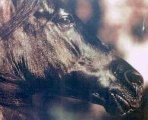 Cass Ole’ is a classic among stallions! | The Black Stallion