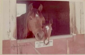 Cass Ole’ is a classic among stallions! | The Black Stallion